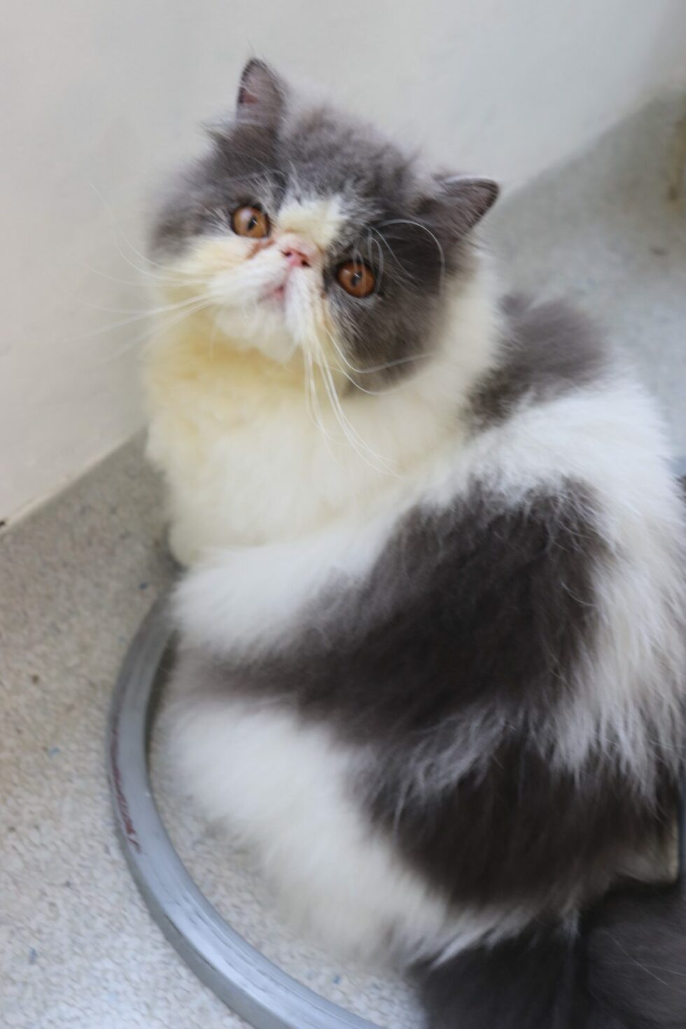 Manchas nos Olhos: Pode Ser Flórida Spots | Pet Care Hospital Veterinário