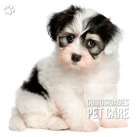 Por que os cães fazem "cara de dó"? | Pet Care Hospital Veterinário